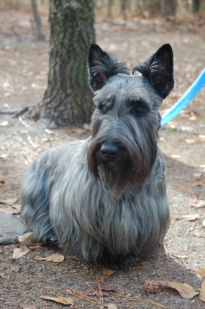 Memorable Moments | Herron's Sandhills Scotties