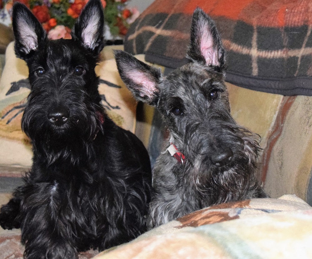 Scottie Puppy Breeder - Puppies for Sale in North Carolina | Herron's ...