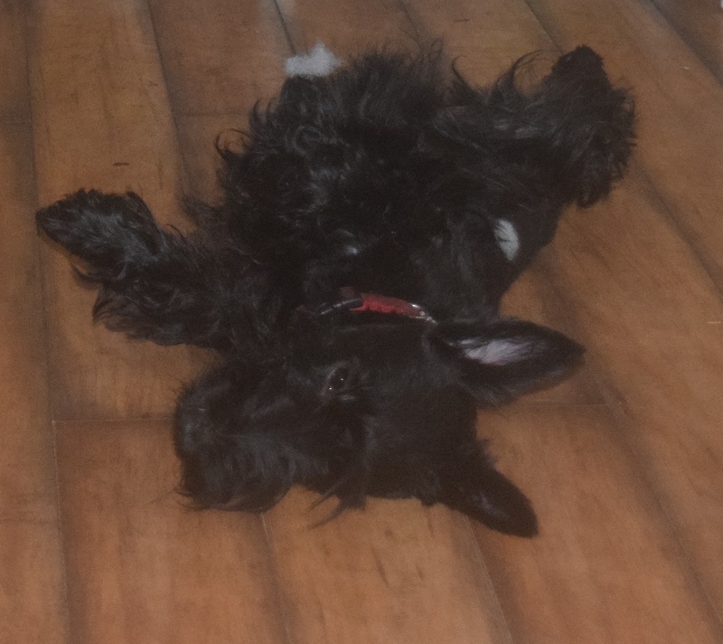 Herron's A Wee Bonnie Scottish Lass | Herron's Sandhills Scotties