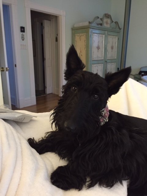 Sandhills Scotties in their new homes. | Herron's Sandhills Scotties