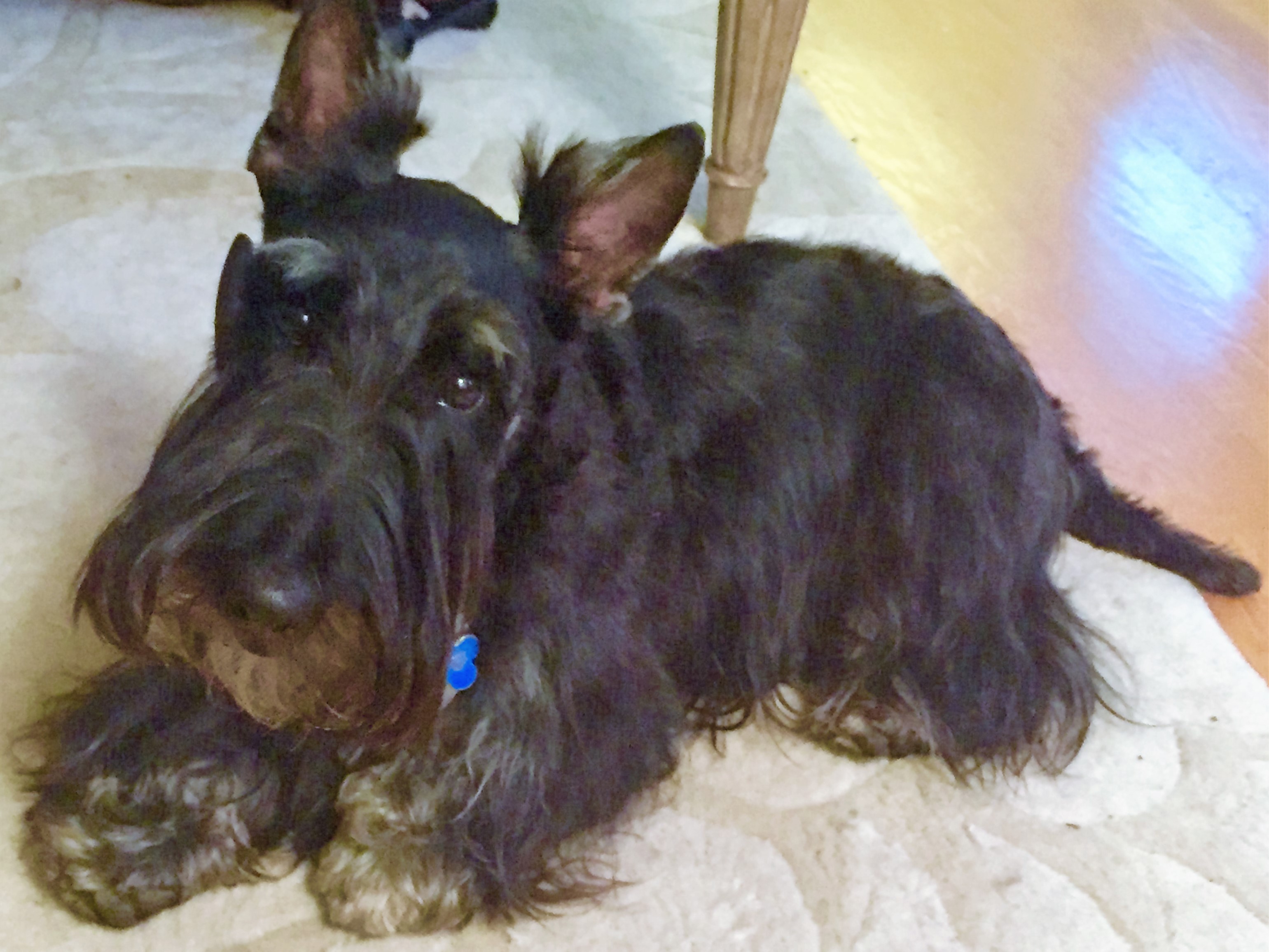 Sandhills Scotties in their new homes. | Herron's Sandhills Scotties